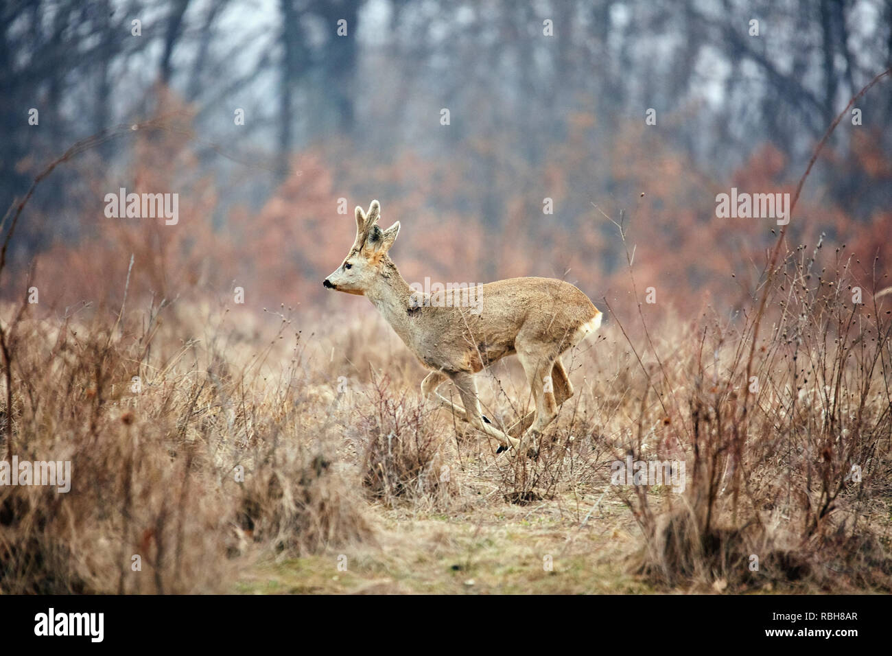 Whitetail buck running hi-res stock photography and images - Alamy