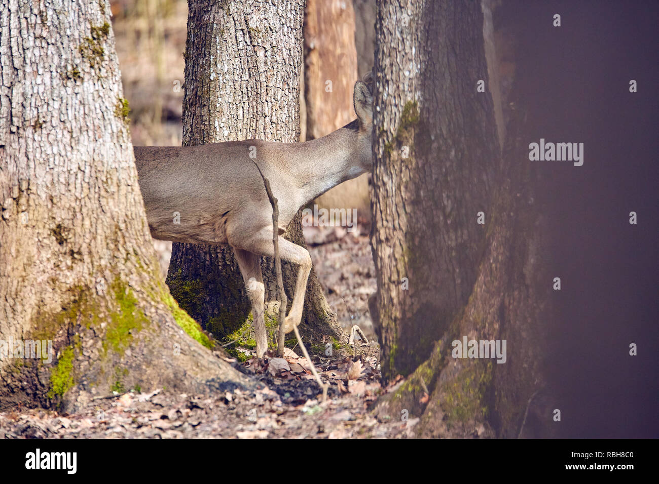Roe deer hiding behind trees in the forest Stock Photo - Alamy