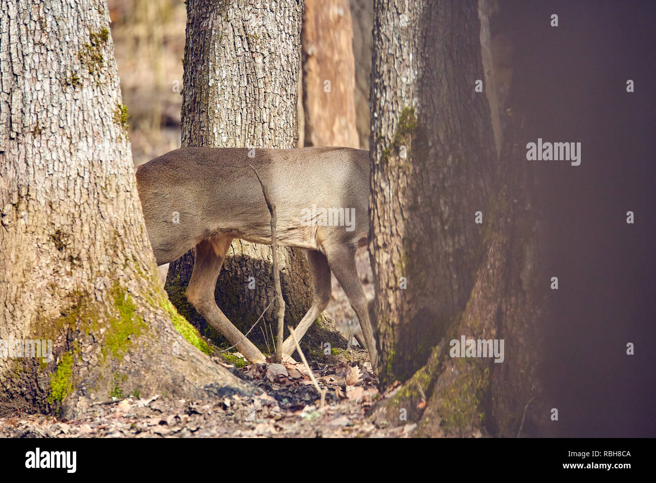 Roe deer hiding behind trees in the forest Stock Photo - Alamy