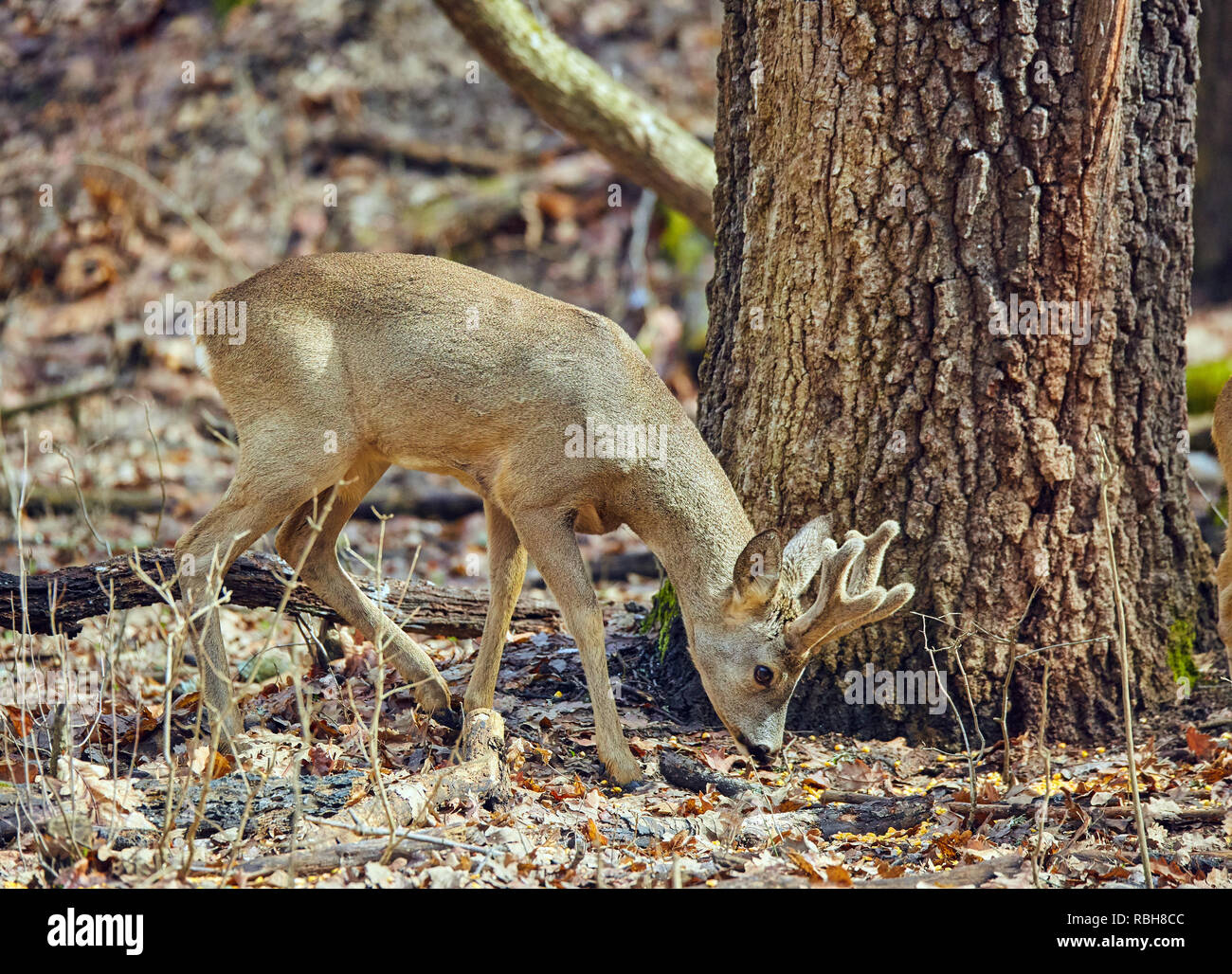 Single roe buck in the forest with fluffy horns Stock Photo - Alamy