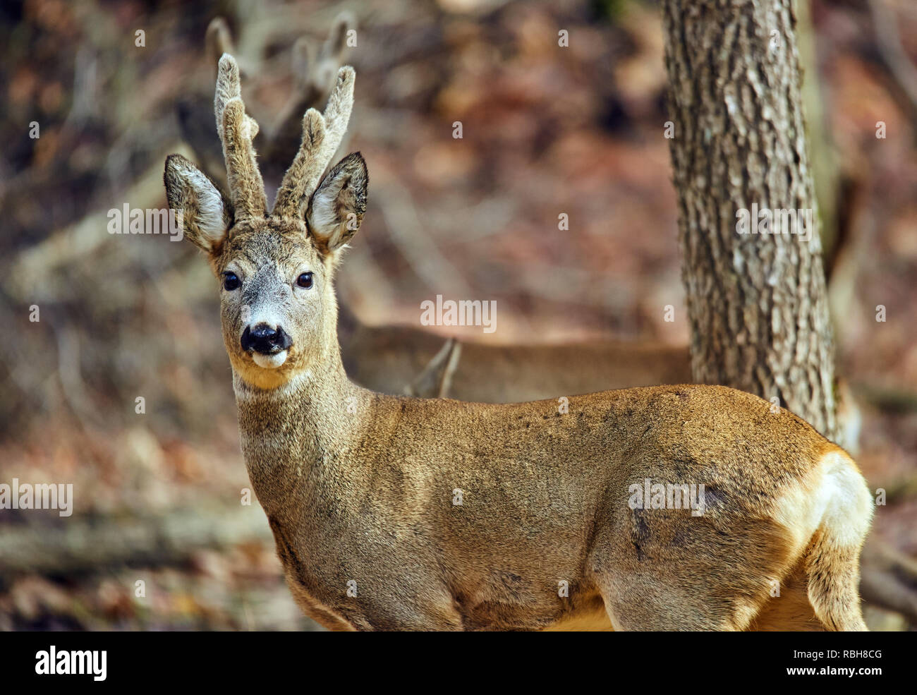 Single roe buck in the forest with fluffy horns Stock Photo - Alamy