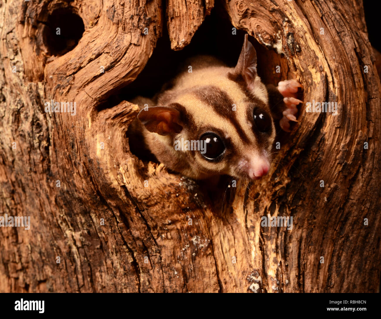 Sugar Glider (Petaurus breviceps Stock Photo - Alamy