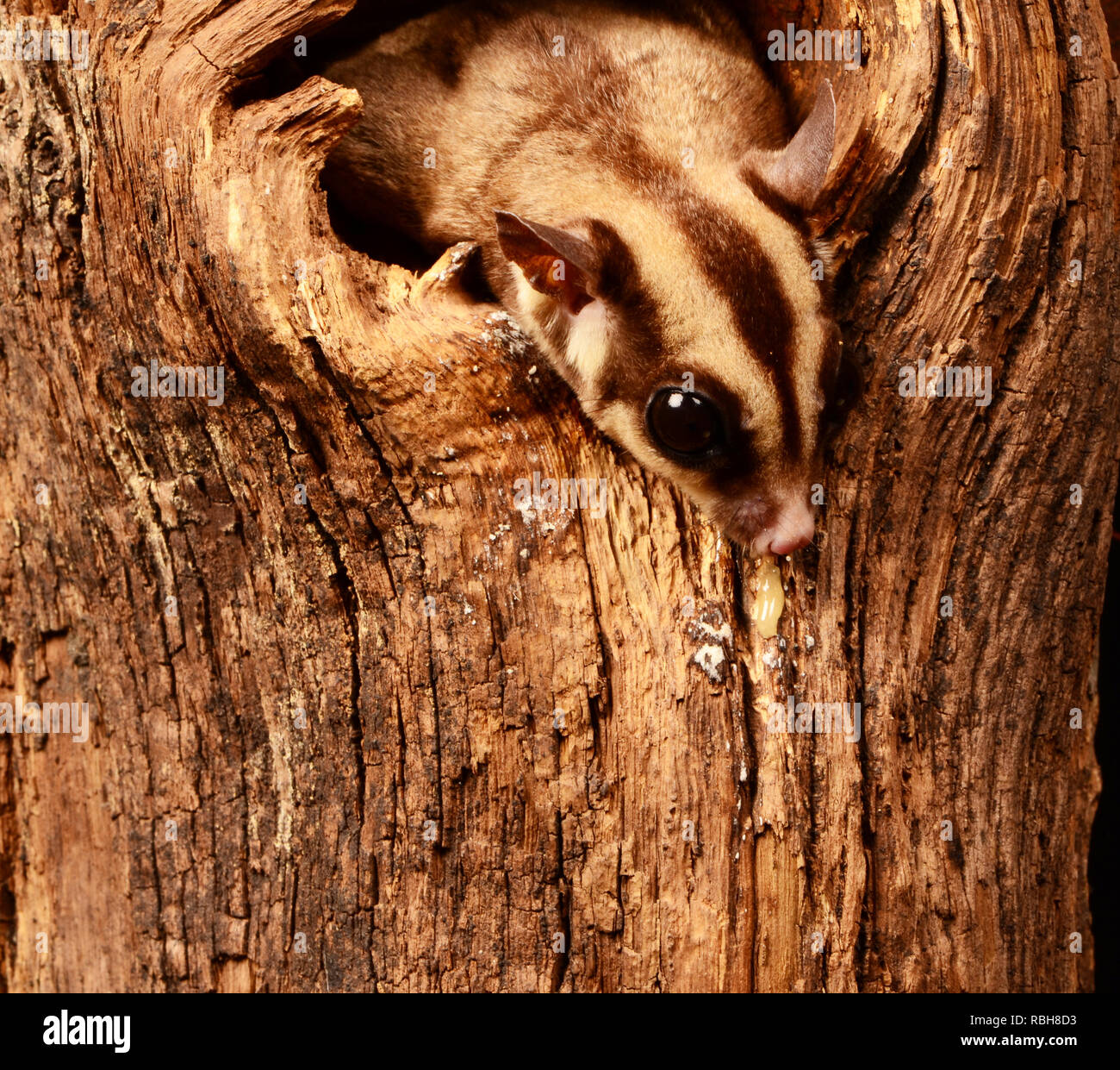 Sugar Glider (Petaurus breviceps Stock Photo - Alamy