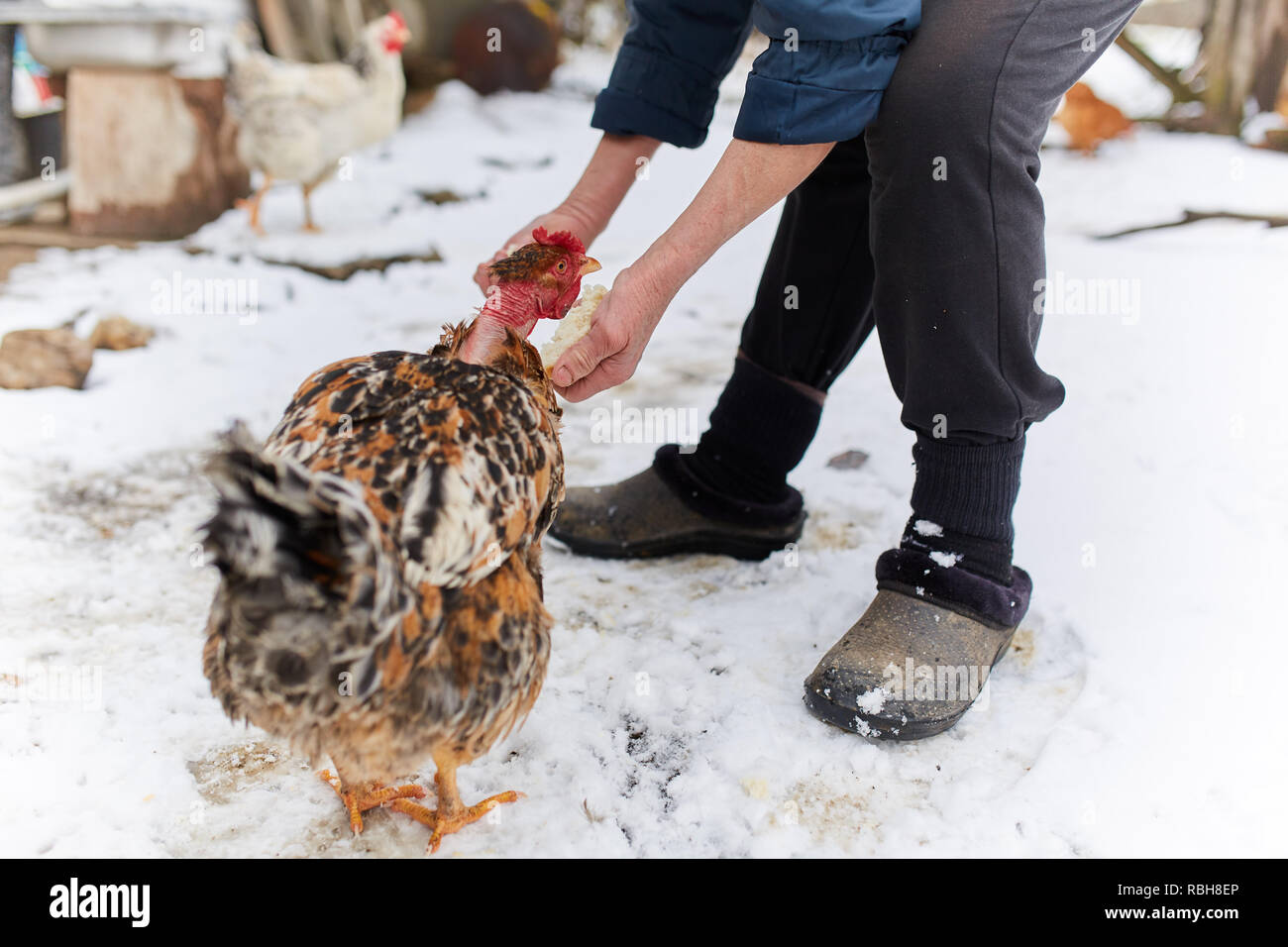 Old woman hand feeding chickens in her backyard Stock Photo - Alamy