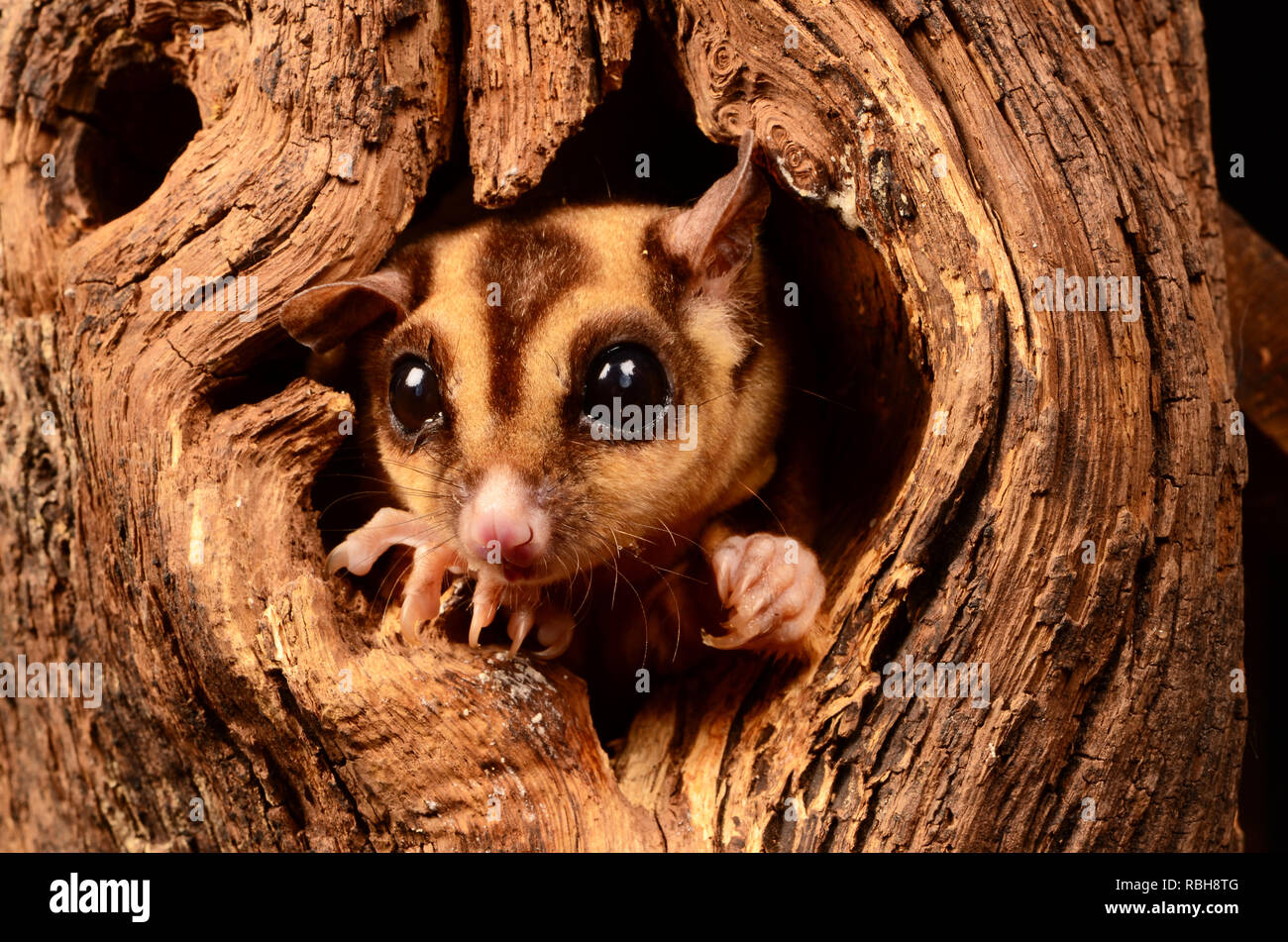 Sugar Glider (Petaurus breviceps Stock Photo - Alamy