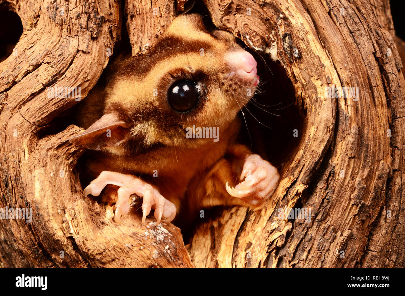Sugar Glider (Petaurus breviceps Stock Photo - Alamy