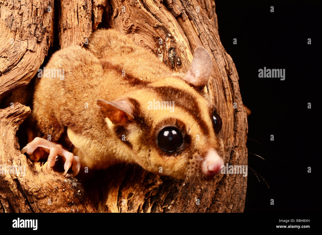 Sugar Glider (Petaurus breviceps Stock Photo - Alamy