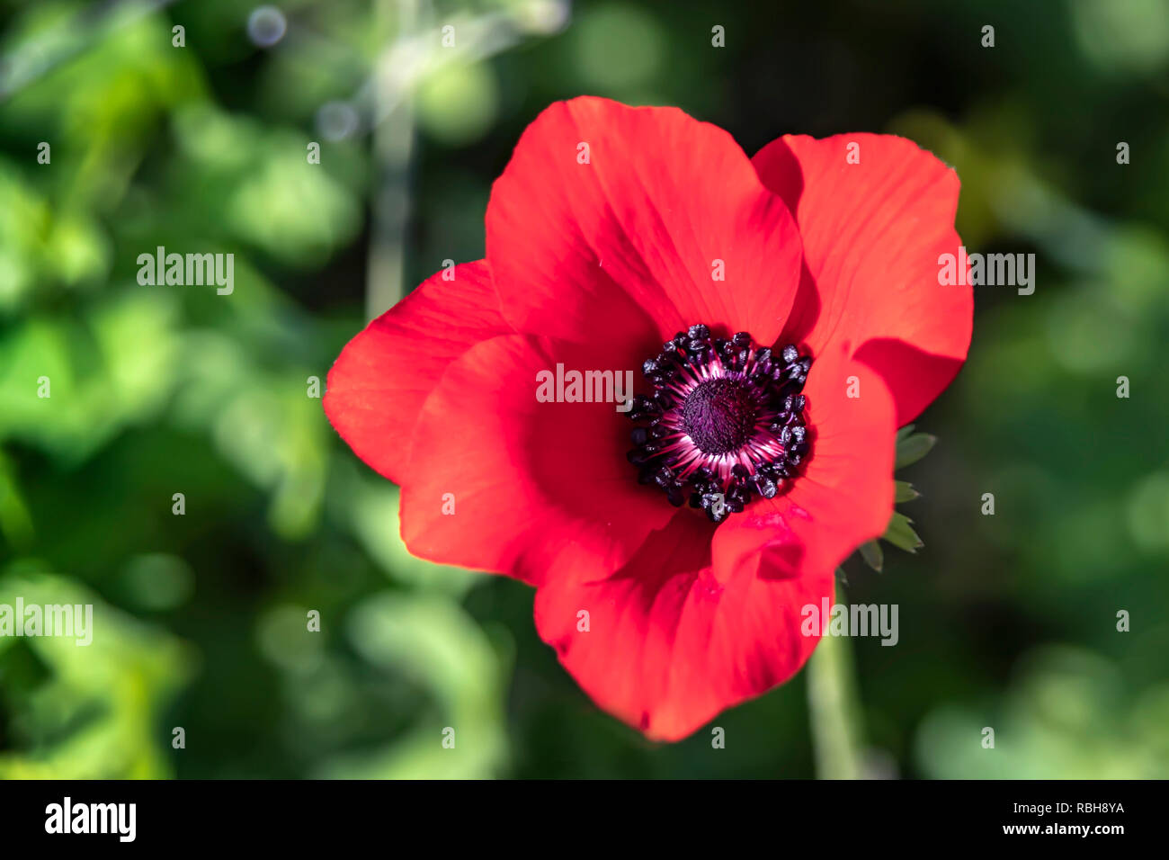 Single red anemone flower hi-res stock photography and images - Alamy