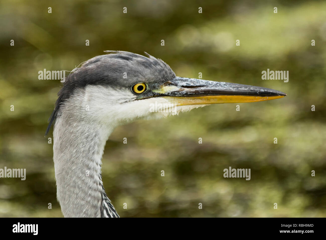 Juvenile grey heron hi-res stock photography and images - Alamy