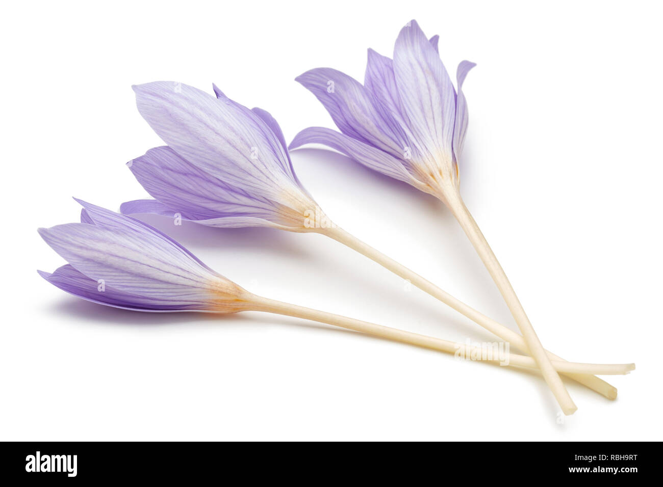 Crocus flowers isolated on white background Stock Photo - Alamy