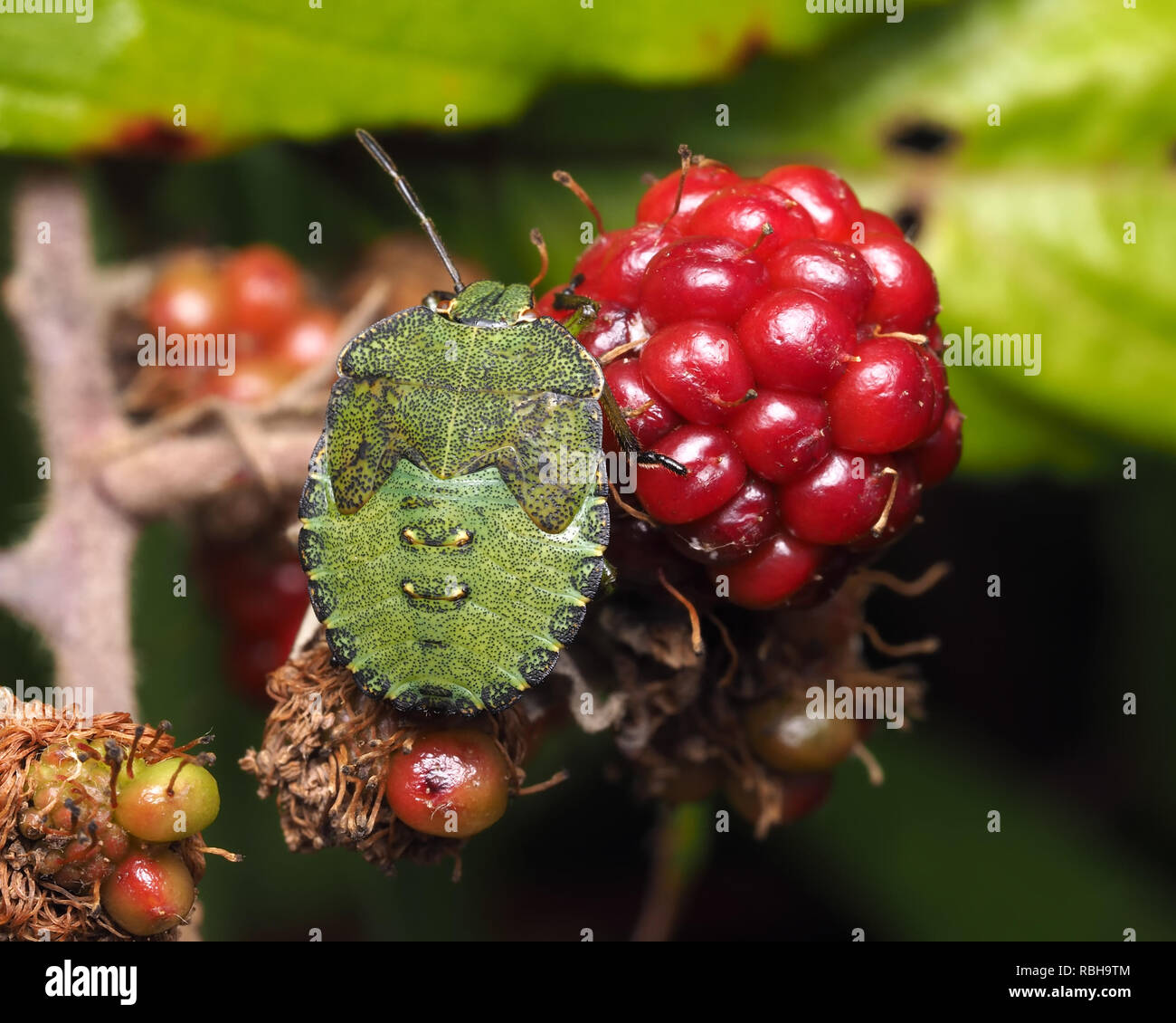 Common green Shieldbug nymph (Palomena prasina) crawling on blackberry ...