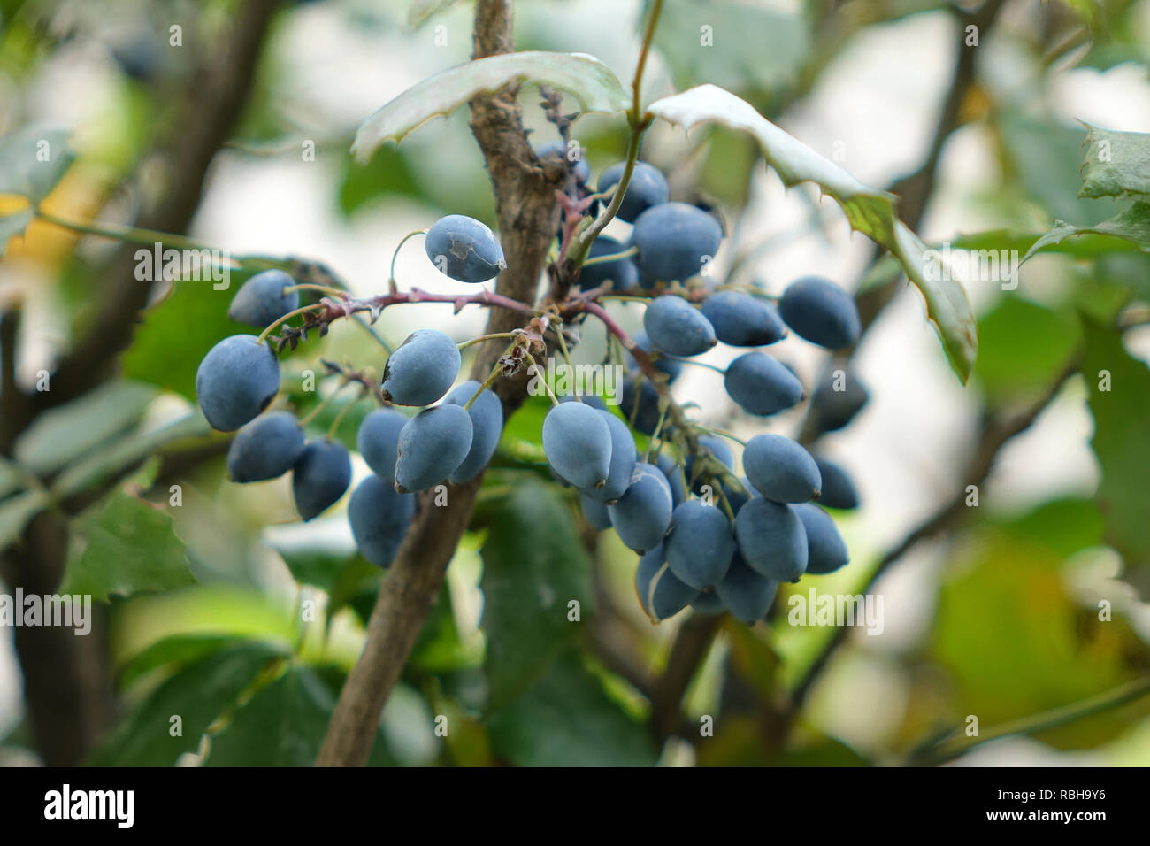 Bunch of blue currant berries in jungle Stock Photo - Alamy