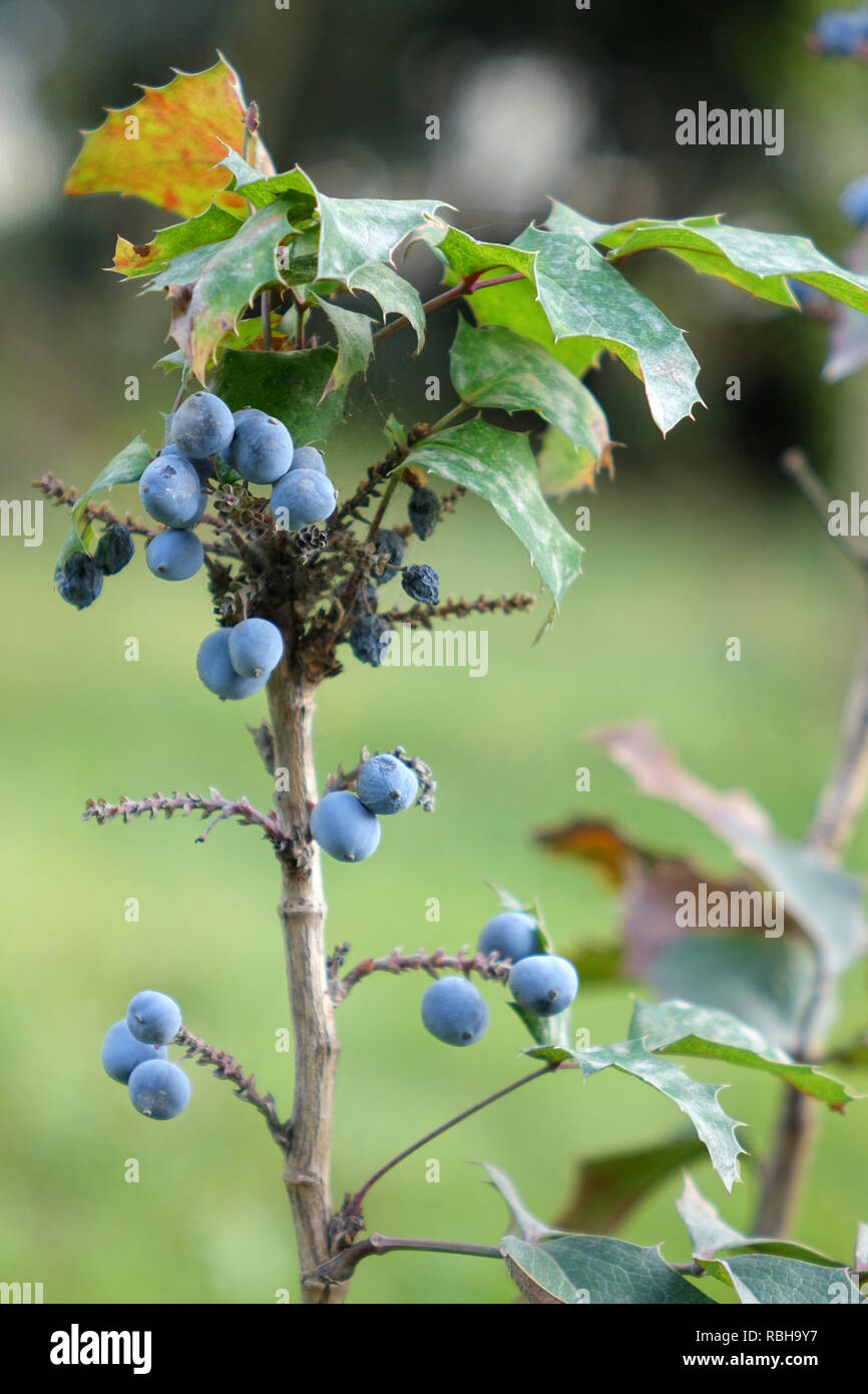The jungle bunch hi-res stock photography and images - Alamy