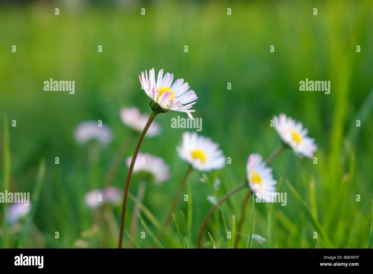 White Daisies on the green background, horizontal full frame Stock ...