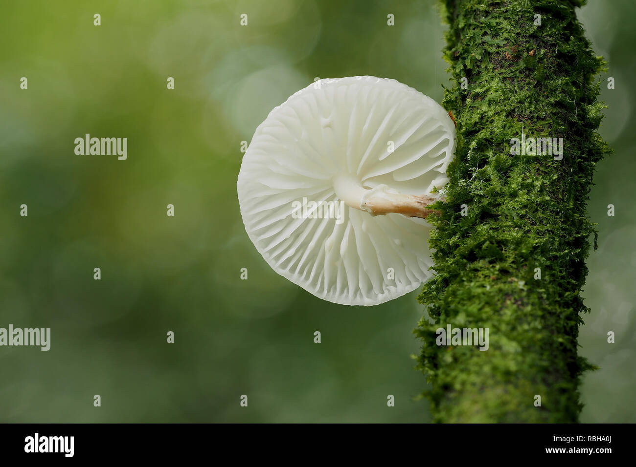 Porcelain fungus (Oudemansiella mucida) showing the gills on the ...