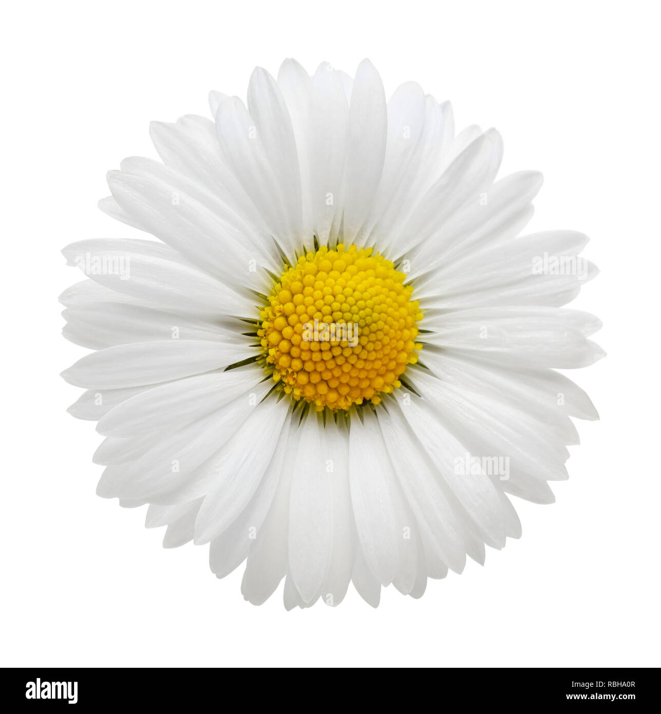 White daisy isolated on white background Stock Photo - Alamy