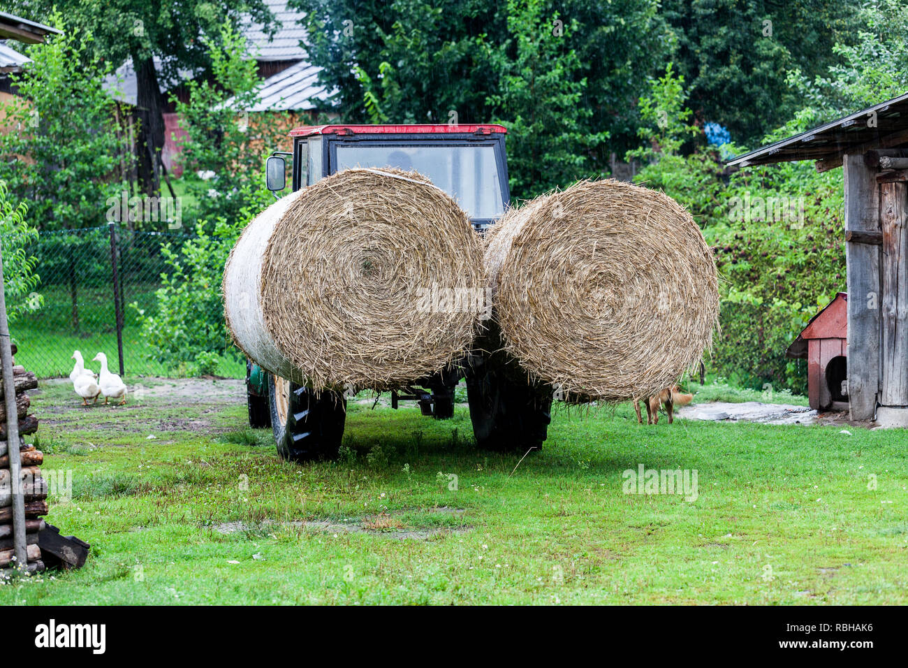 Tractor with large round bales of straw. Village works with tractor ...