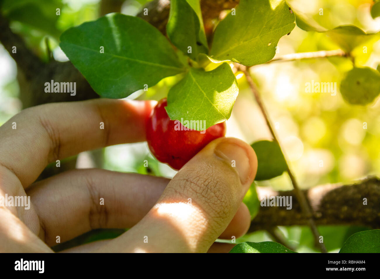Acerola tree hi-res stock photography and images - Alamy