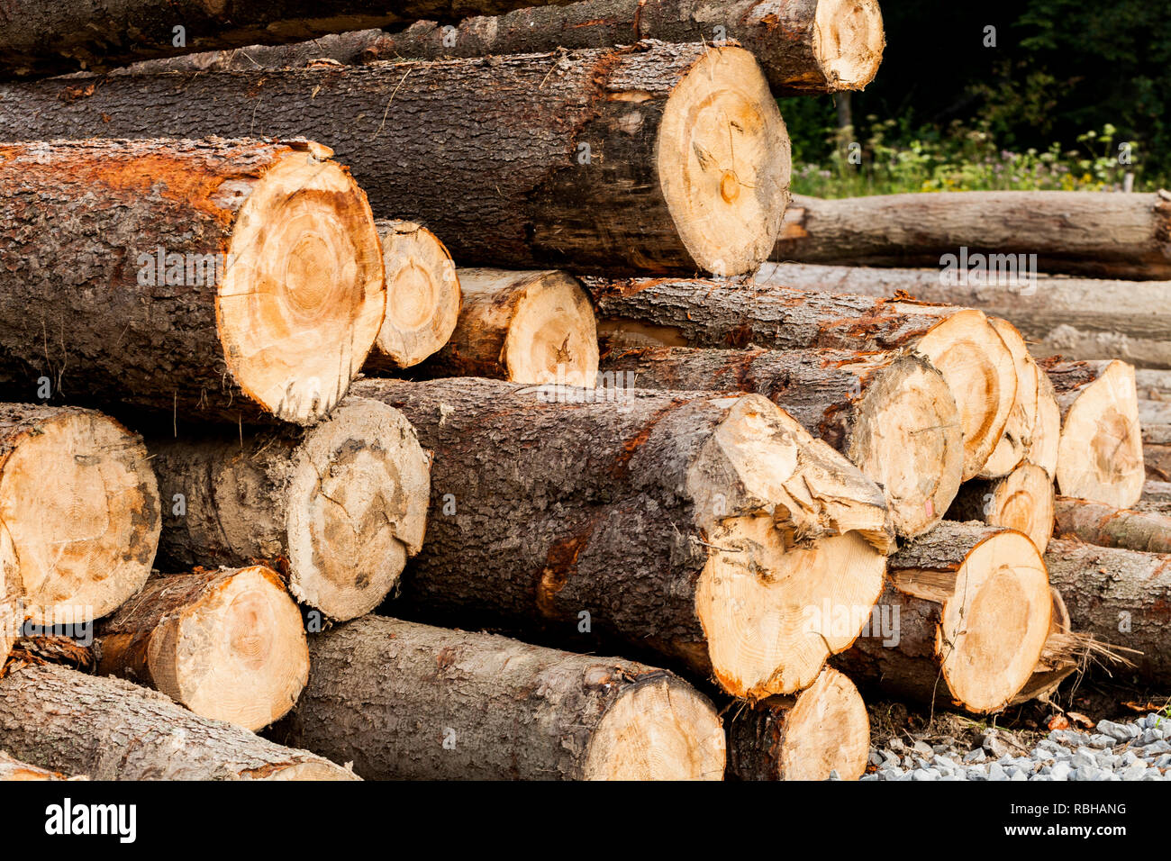 Stack of raw wooden lumber on the grass by the forest. Industry concept ...