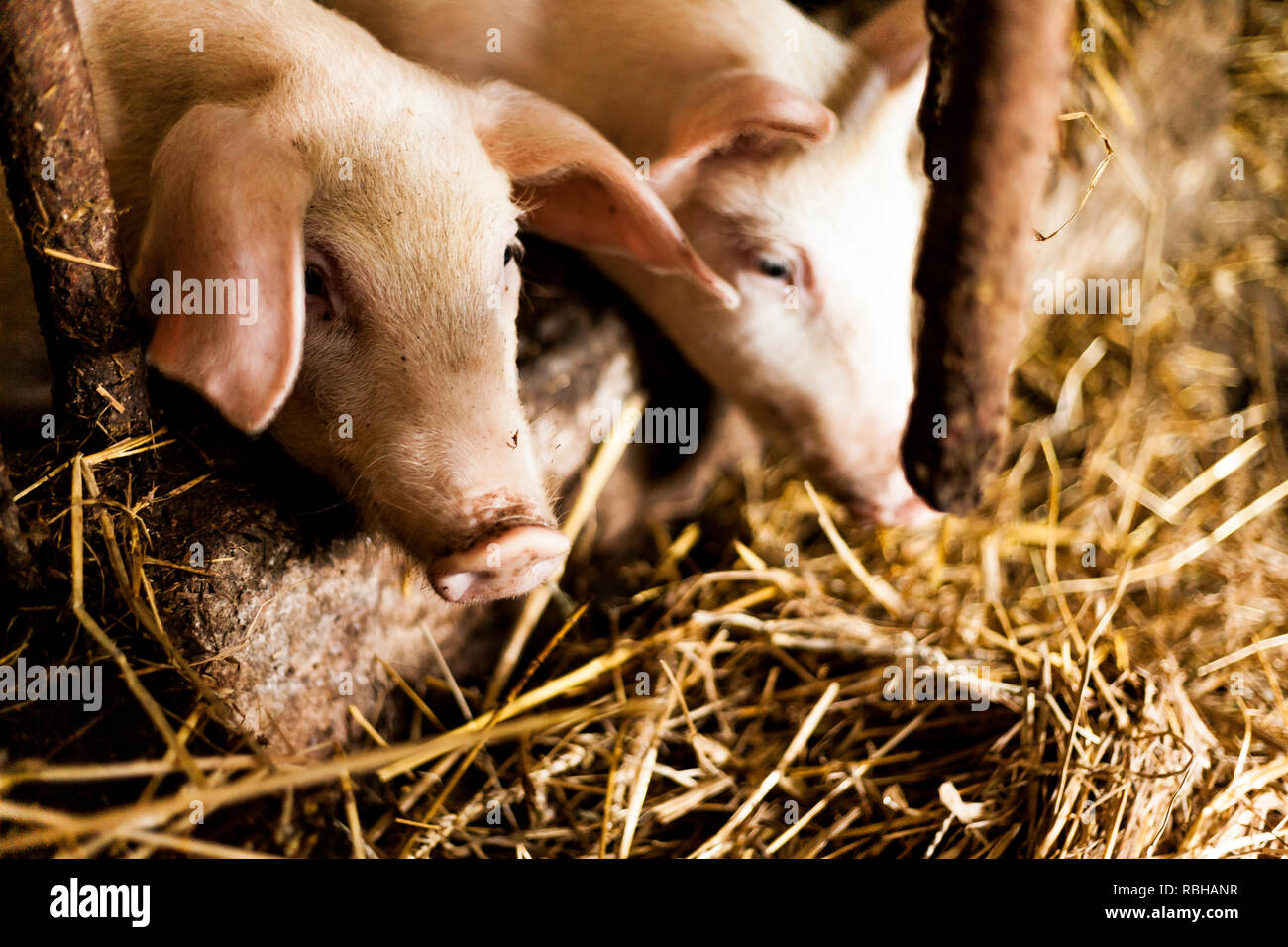 Muddy pigs in the hogpen. Food production concept in the domestic ...