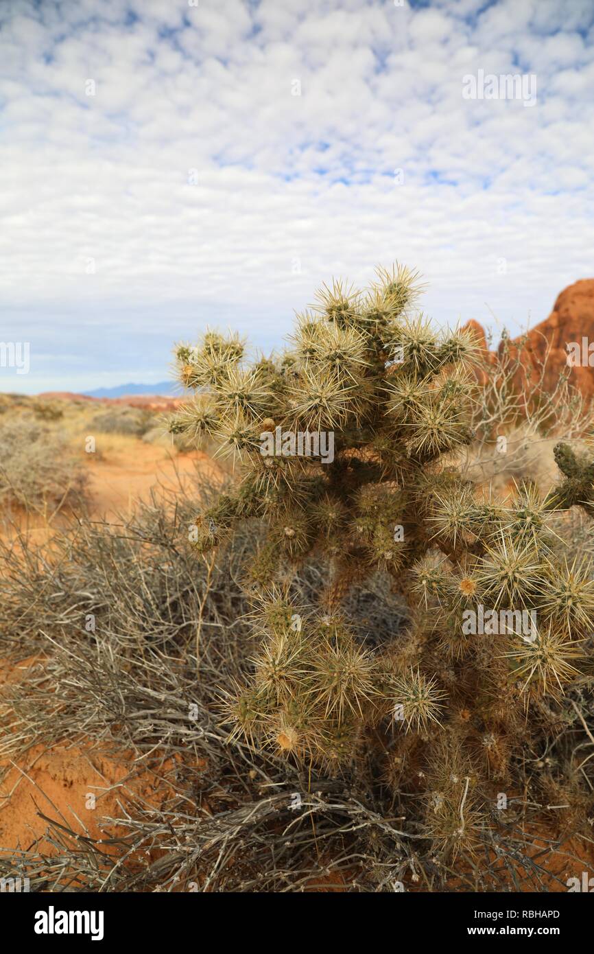 Joshua tree in the desert Stock Photo - Alamy