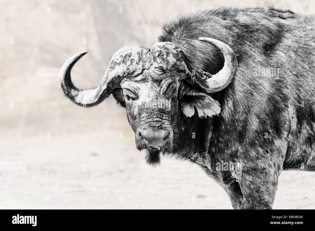 Cape Buffalo in Black+White Stock Photo - Alamy