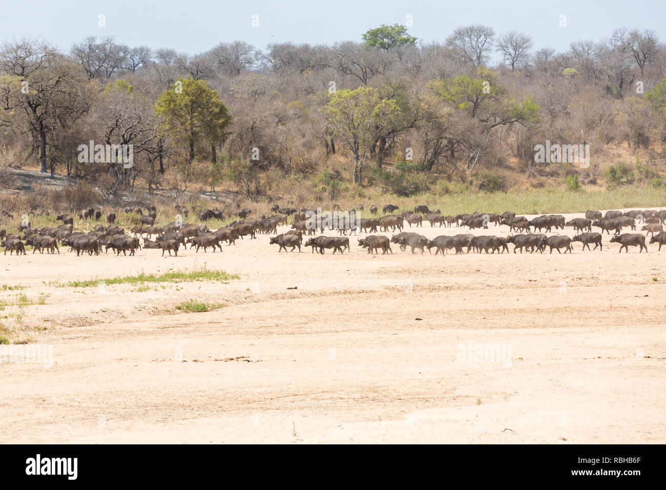 Herd of Cape Buffalo Stock Photo - Alamy