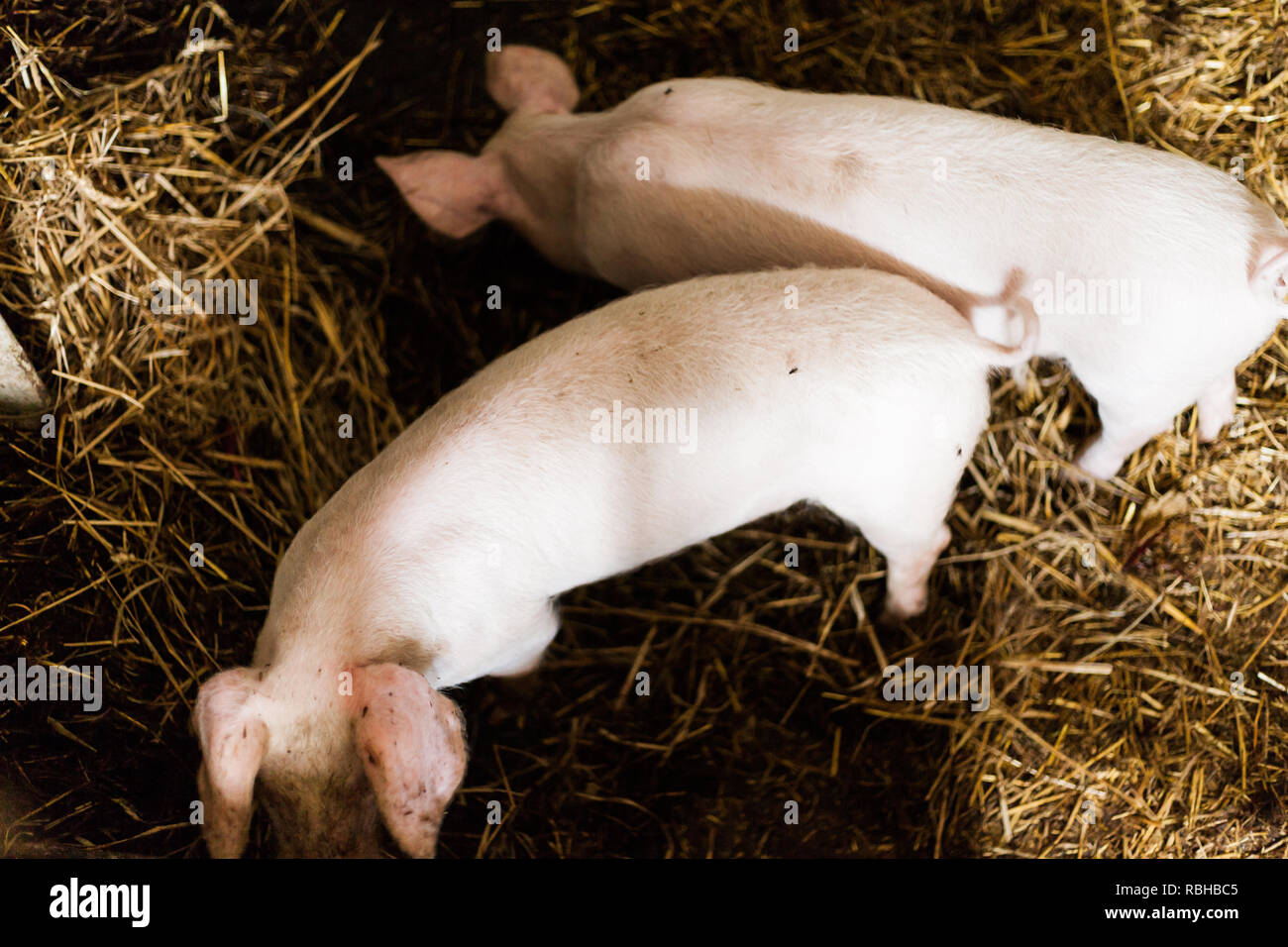 Pigglets in the barn with straw on the ground. Hungry pig eating food ...