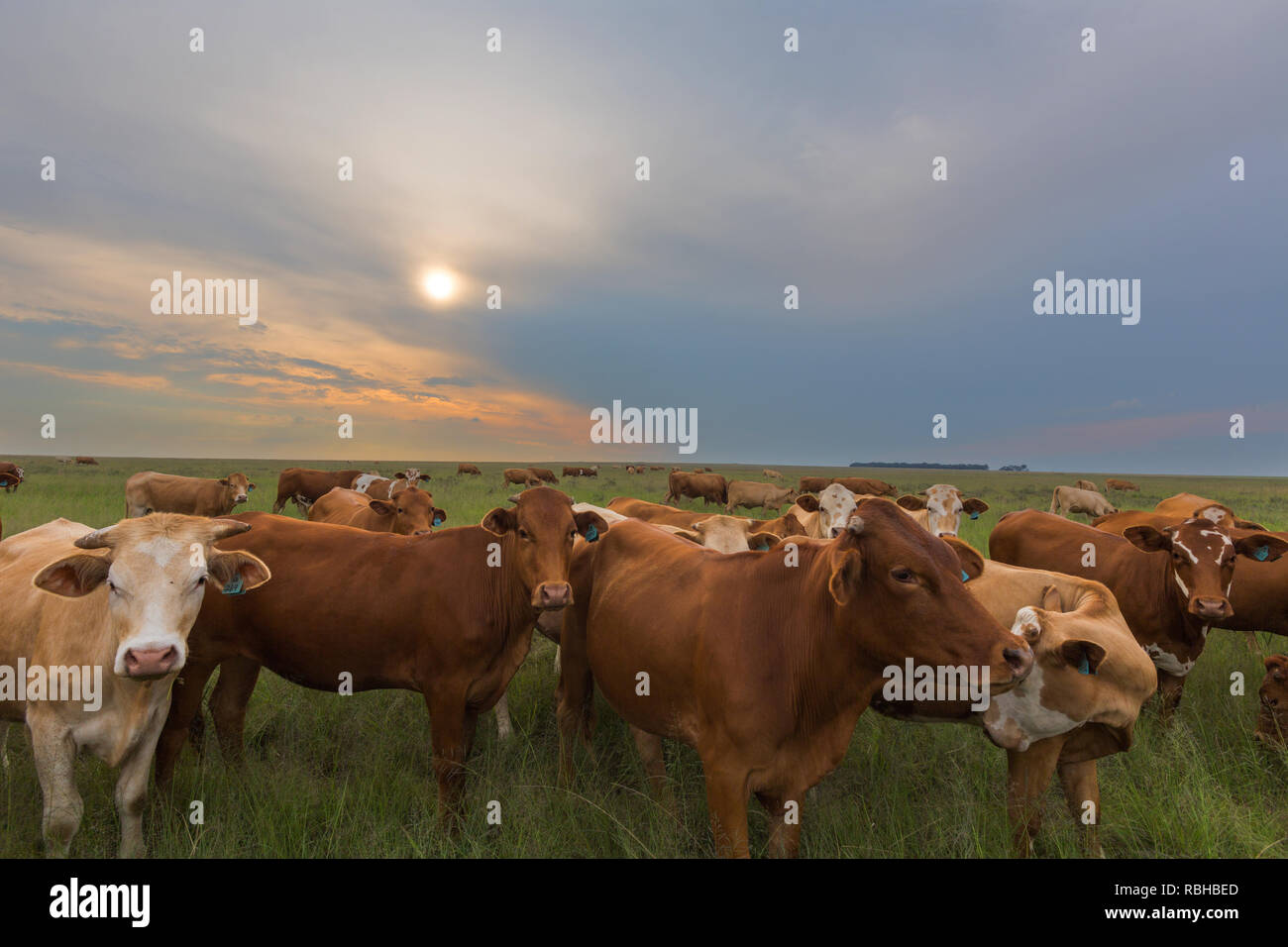 Cattle at sunset Stock Photo - Alamy