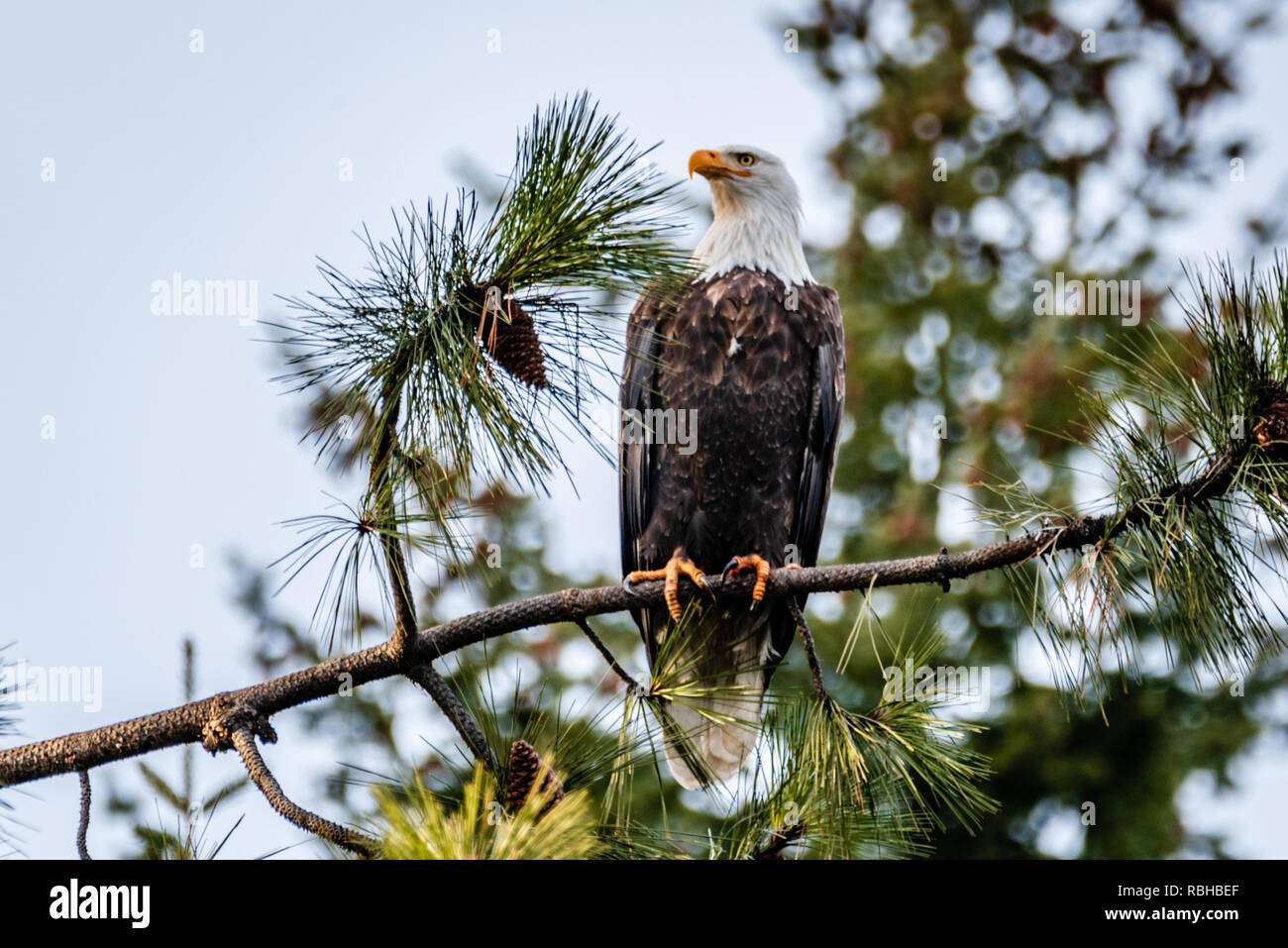 Protected eagle hi-res stock photography and images - Alamy
