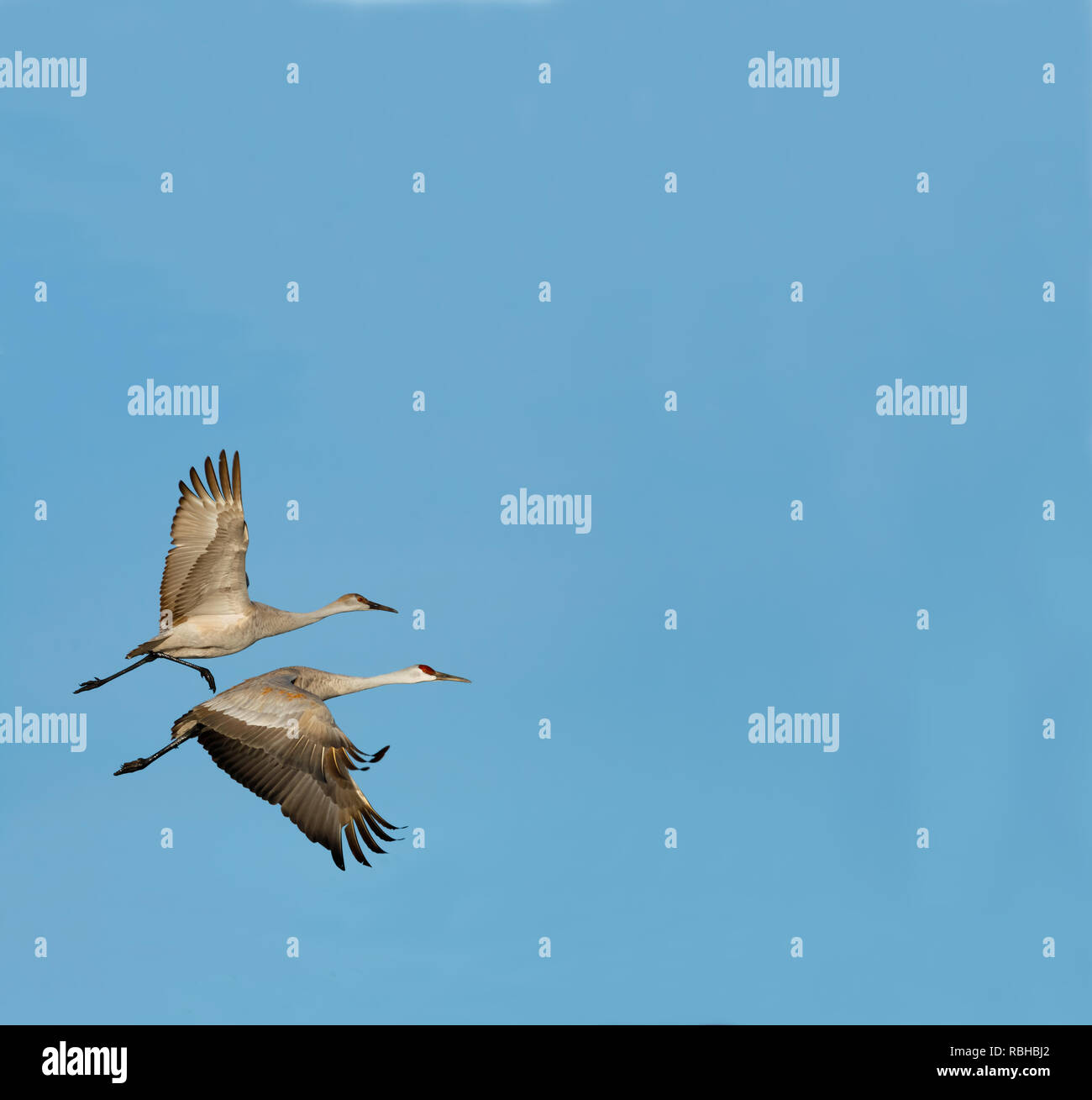 Aves del bosque hi-res stock photography and images - Alamy