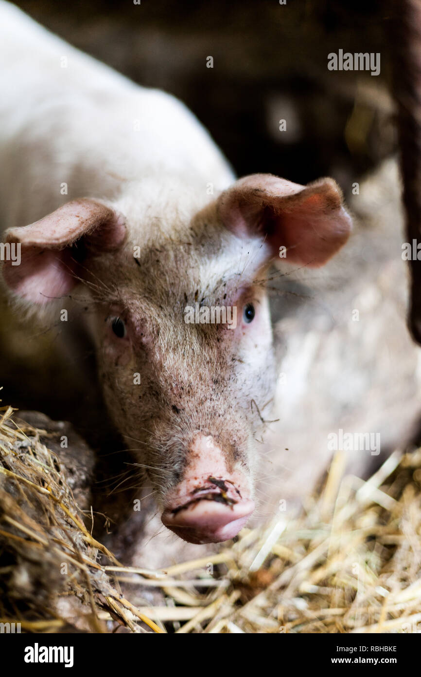 Pigglets in the barn with straw on the ground. Food production concept ...