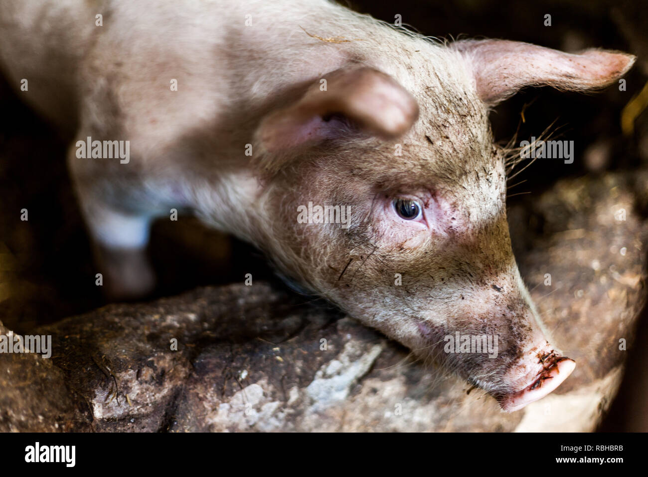 Pigglets in the barn with straw on the ground. Food production concepts ...