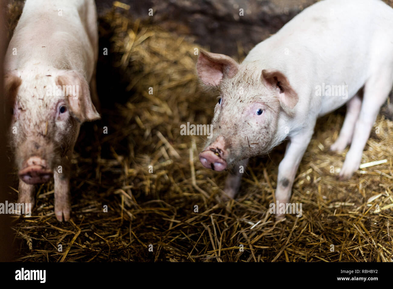 Pigglets in the barn with straw on the ground. Food production concept ...