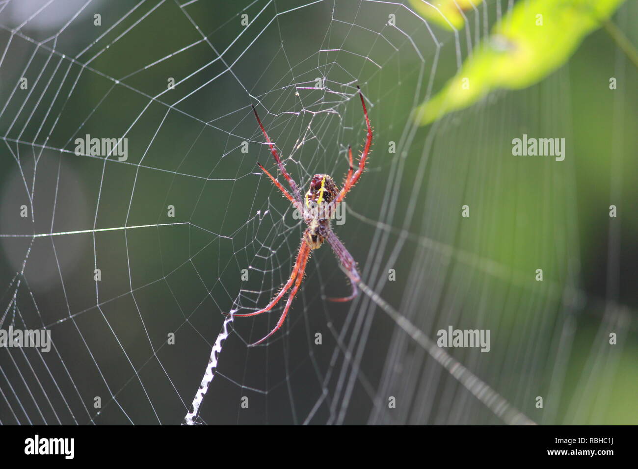 Huntsman spiders hi-res stock photography and images - Alamy