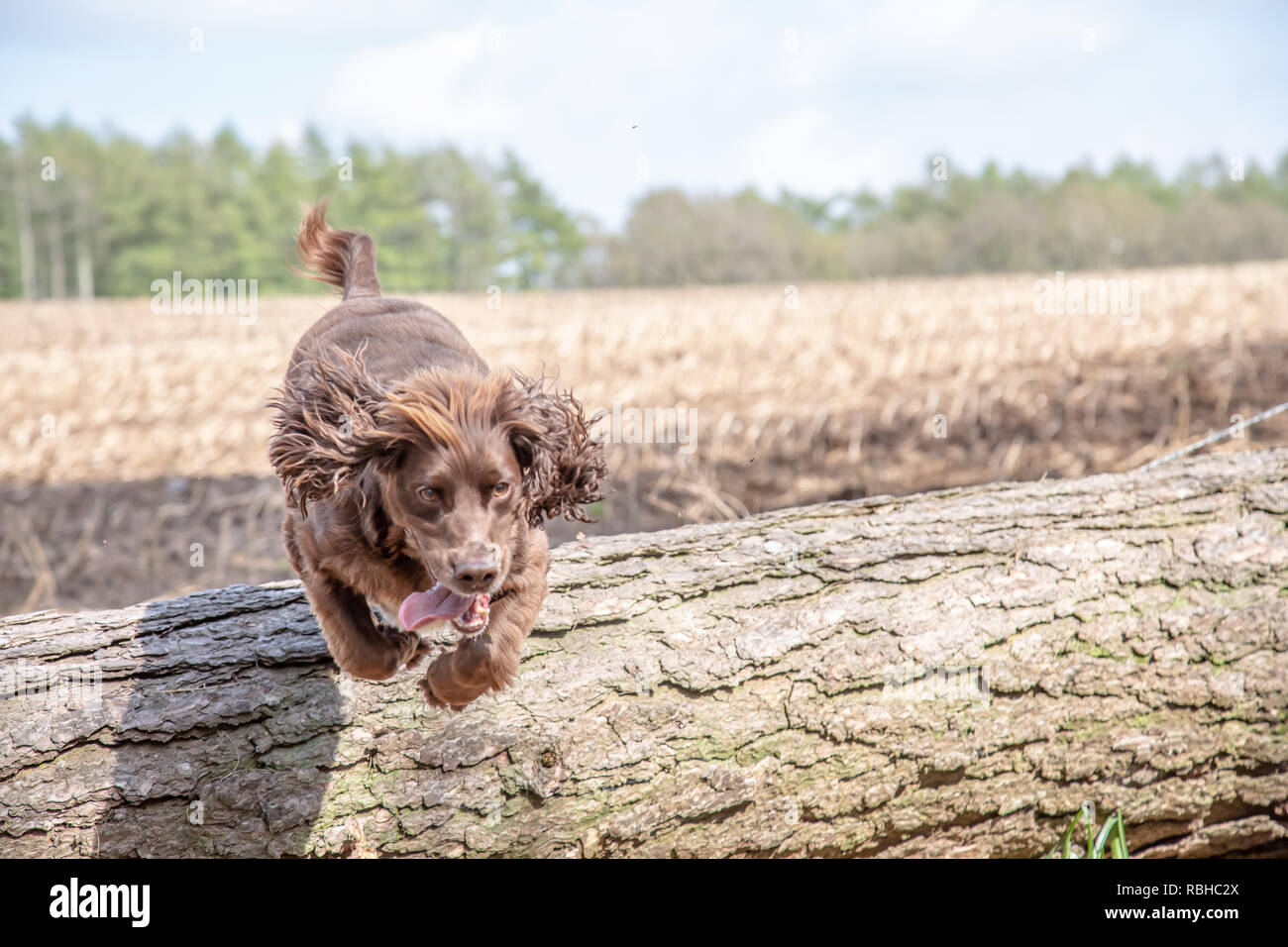 Chocolate brown cocker spaniel hi-res stock photography and images - Alamy