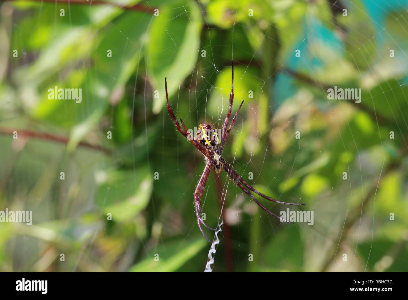 Spiders animal hi-res stock photography and images - Alamy