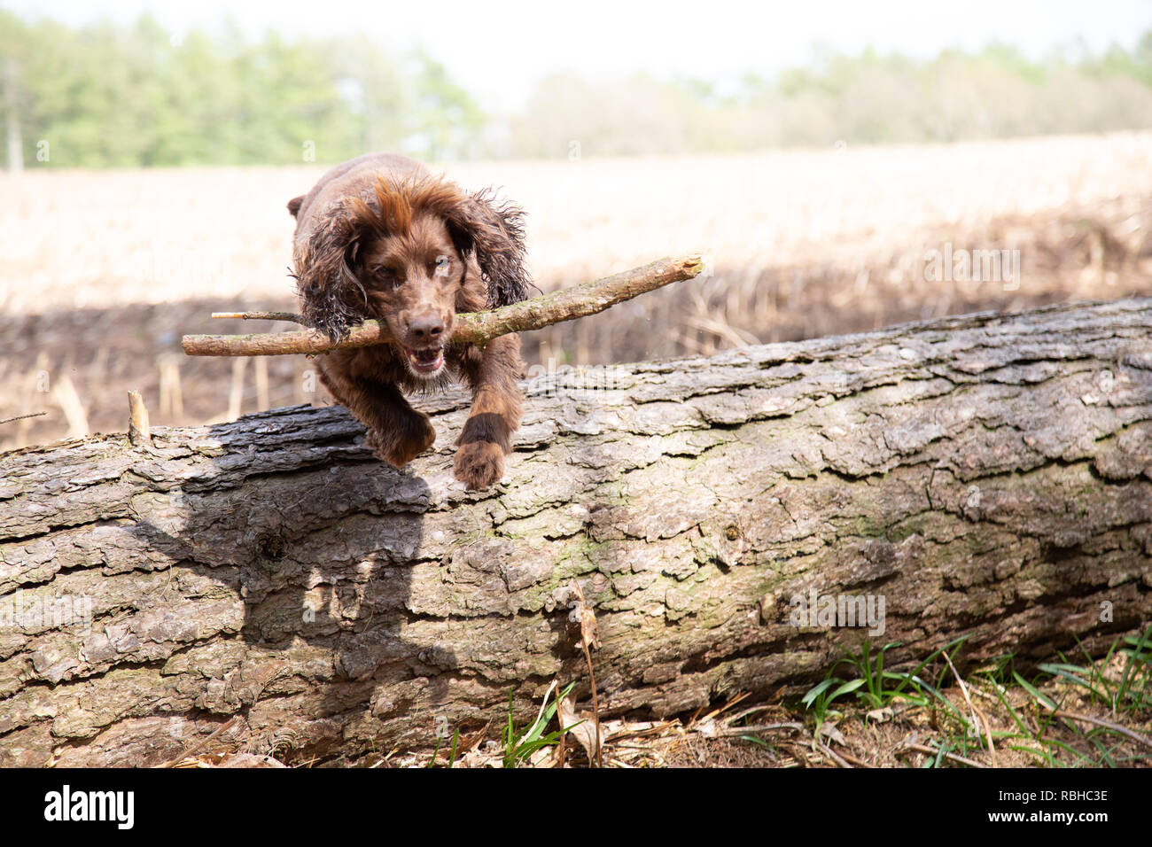 Chocolate brown cocker spaniel hi-res stock photography and images - Alamy