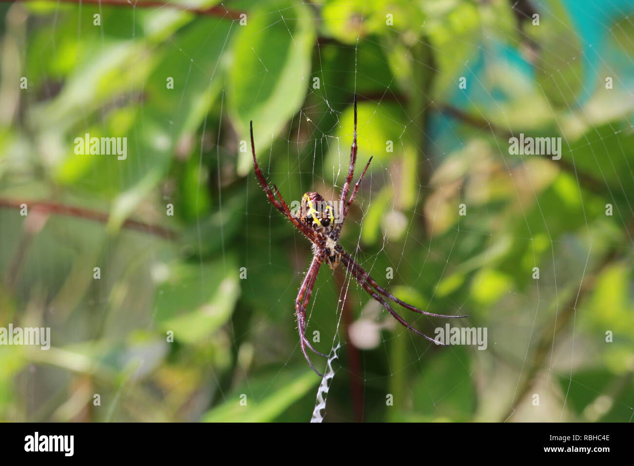 Spiders make nests Stock Photo - Alamy