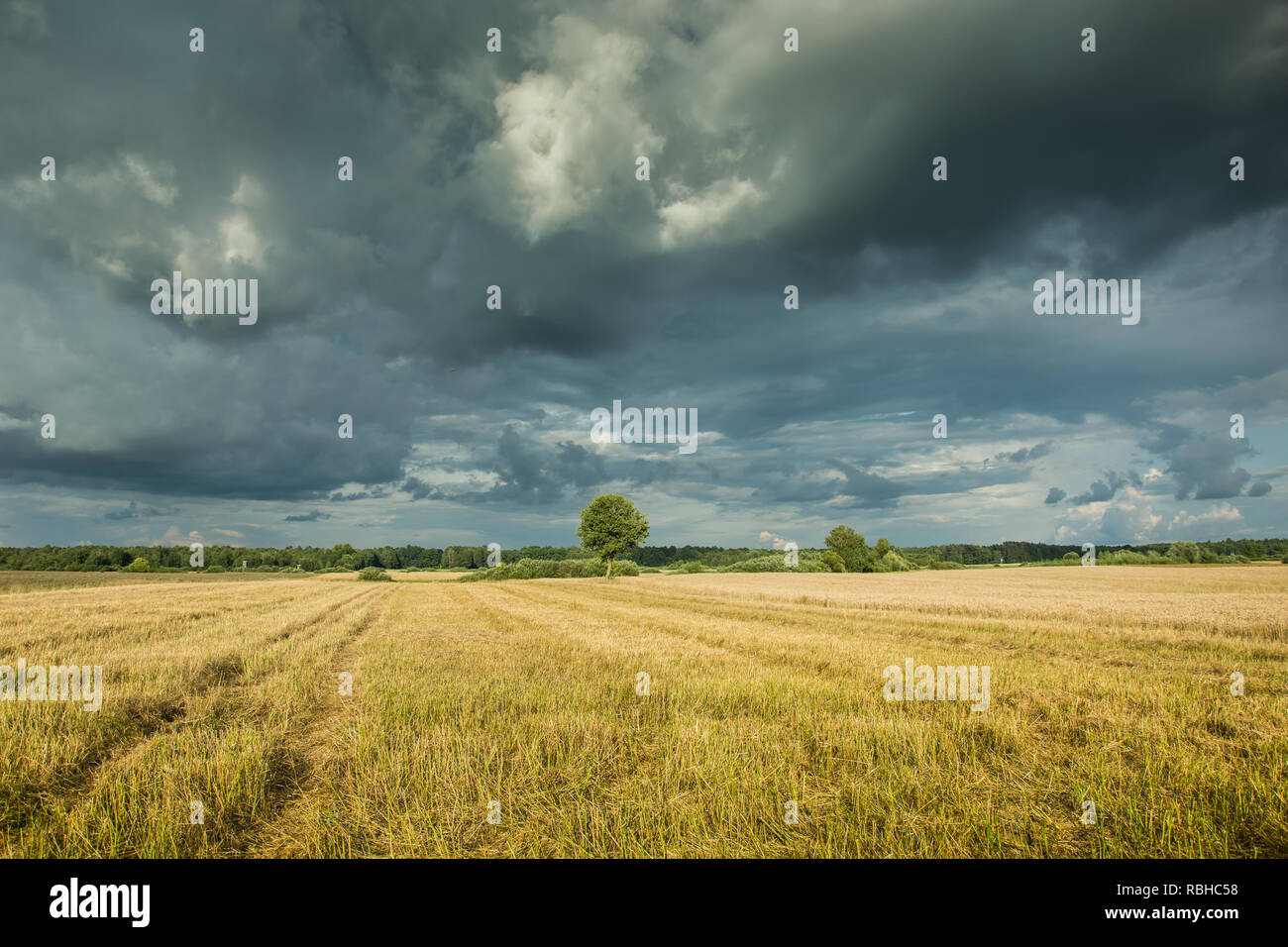 dark storm clouds over fields of grain Stock Photo - Alamy
