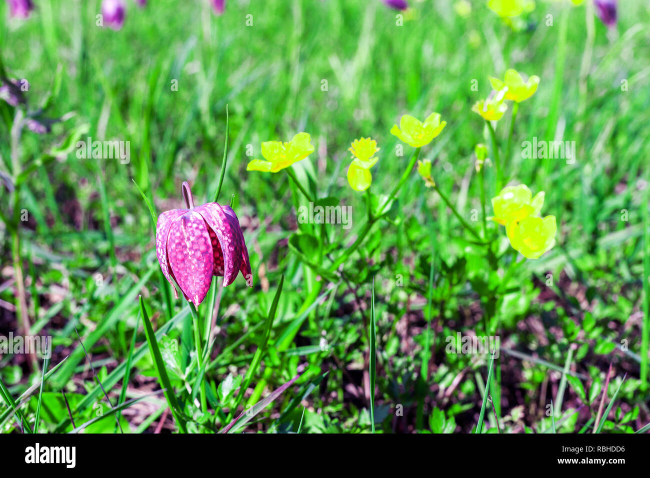 Simply fritillary hi-res stock photography and images - Alamy