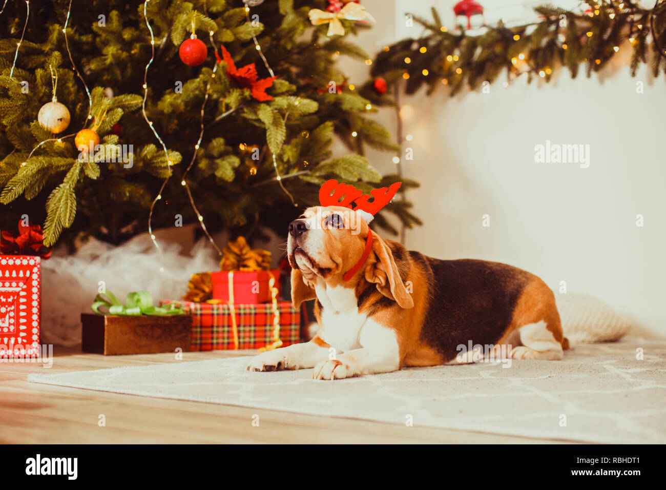 dog with deer horns decoration is sitting under the christmas tree ...