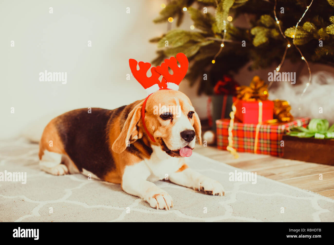 dog with deer horns decoration under the christmas tree at home, Beagle ...