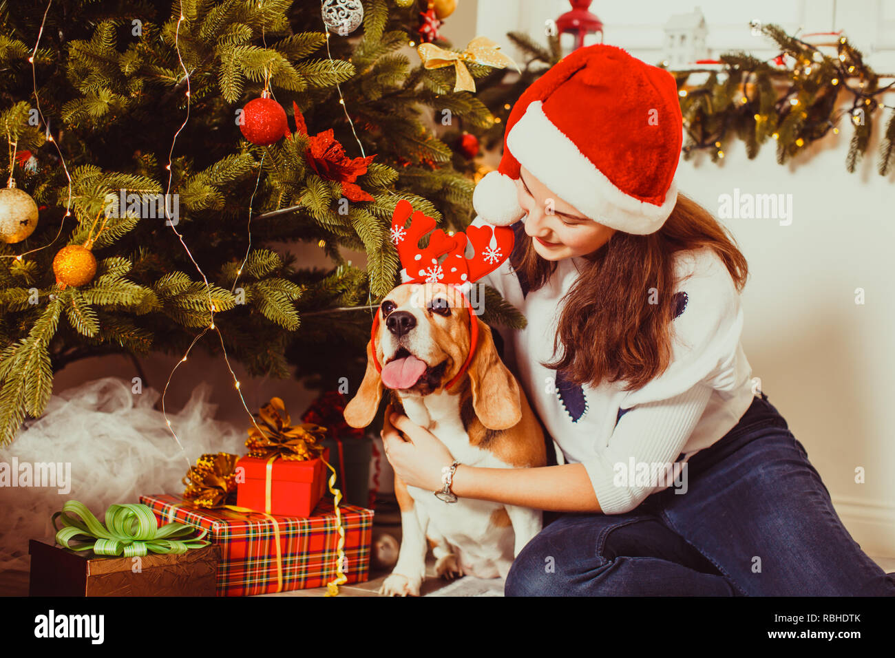 female Beagle dog with teenage girl under the christmas tree at home ...