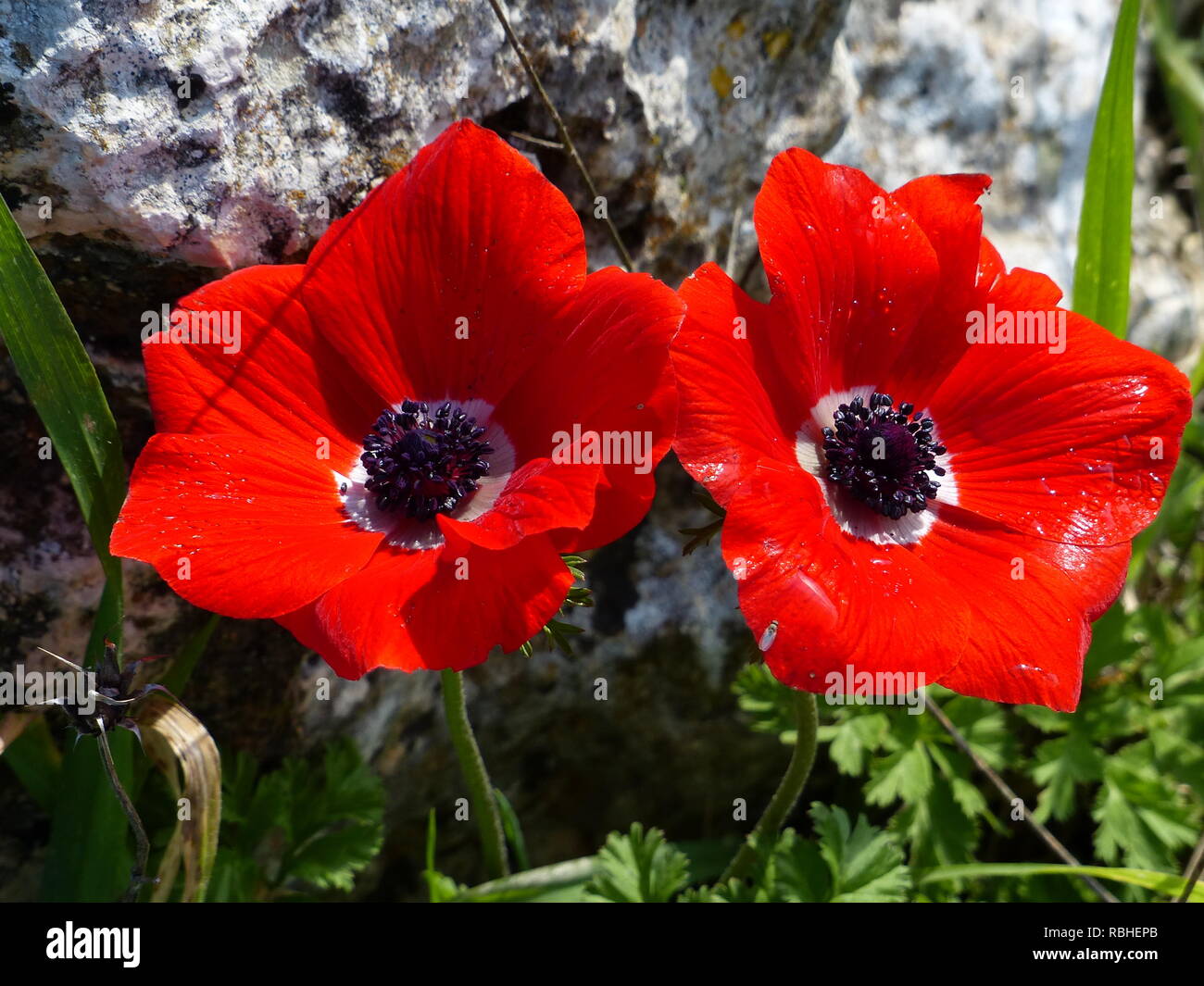 flowering field of red Anemone coronaria. Photographed in Israel in ...