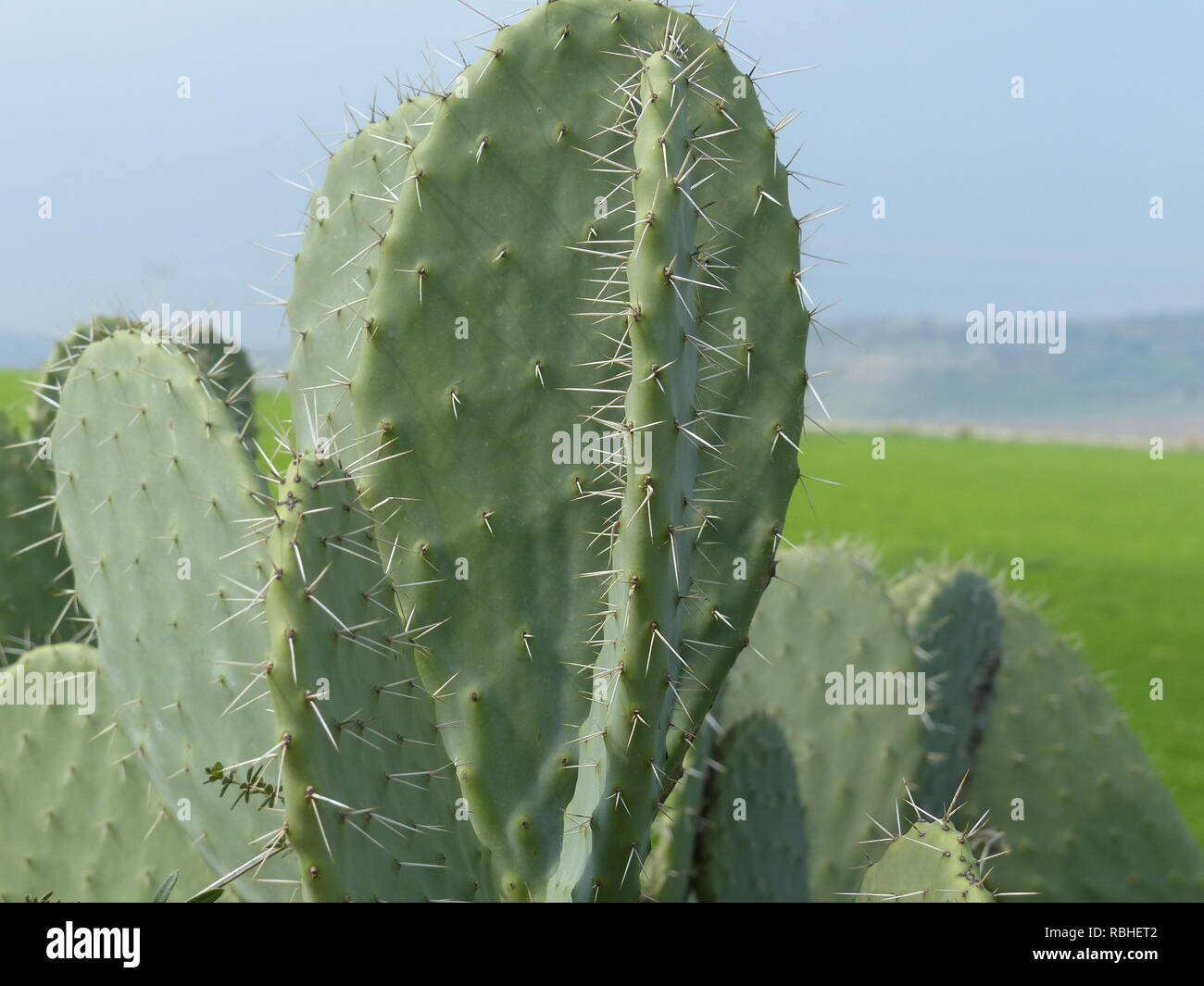 Tzabar, Cactus opuntia - Israeli symbol Stock Photo - Alamy
