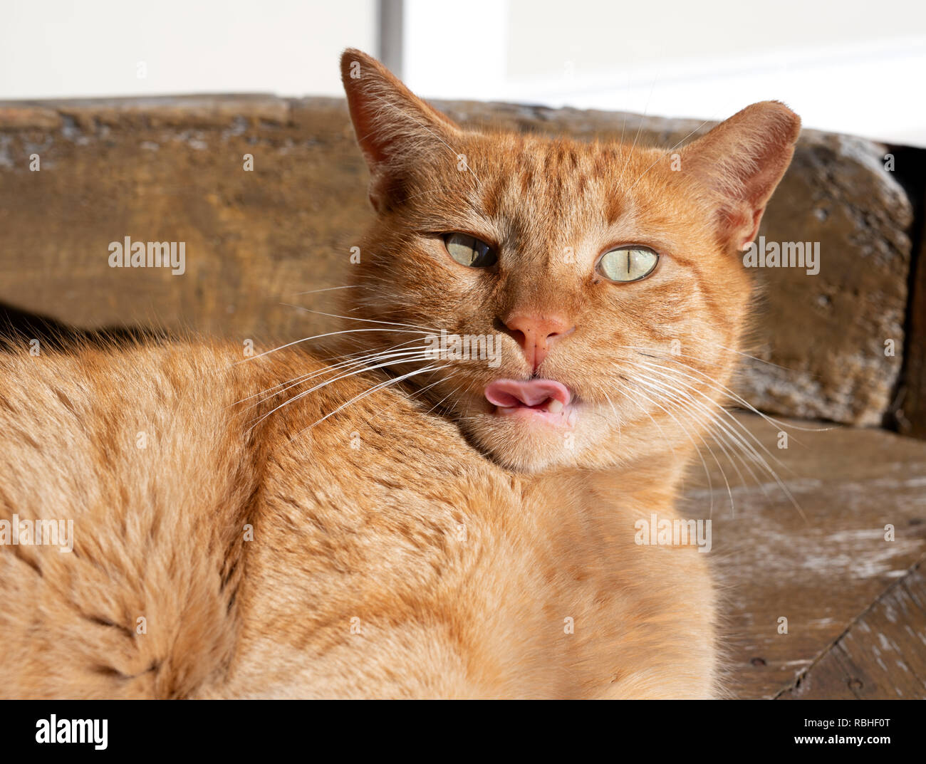 Ginger cat tongue out hi-res stock photography and images - Alamy