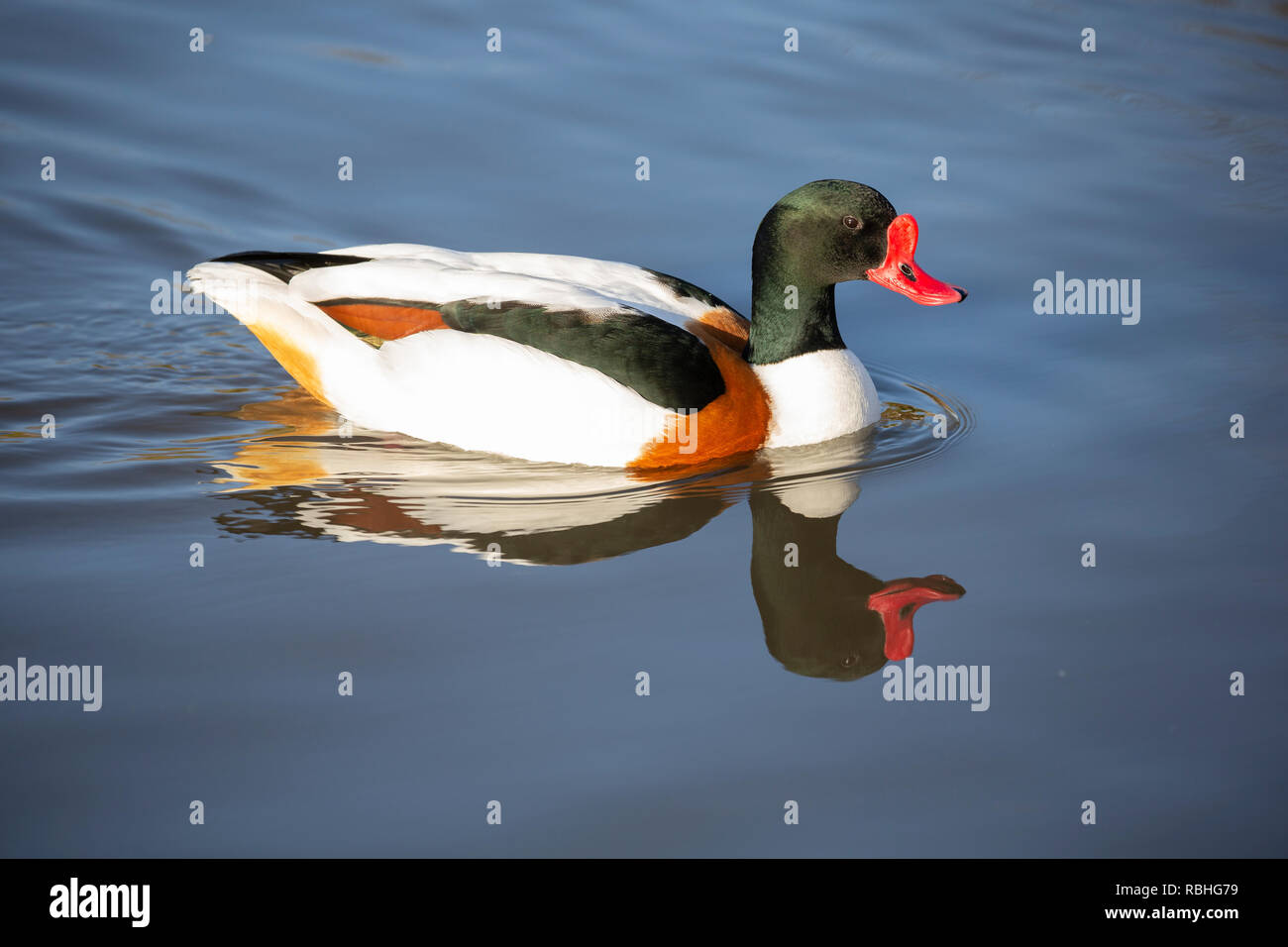 Common Shelduck, Tadorna tadorna, Gloucestershire, UK Stock Photo - Alamy