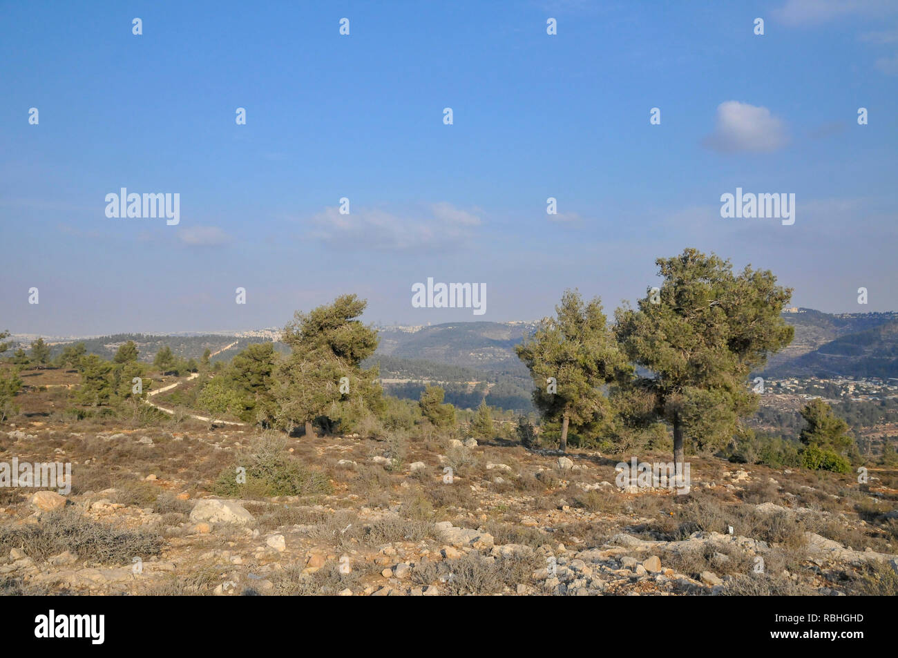 Pinus halepensis, commonly known as the Aleppo pine, is a pine native ...