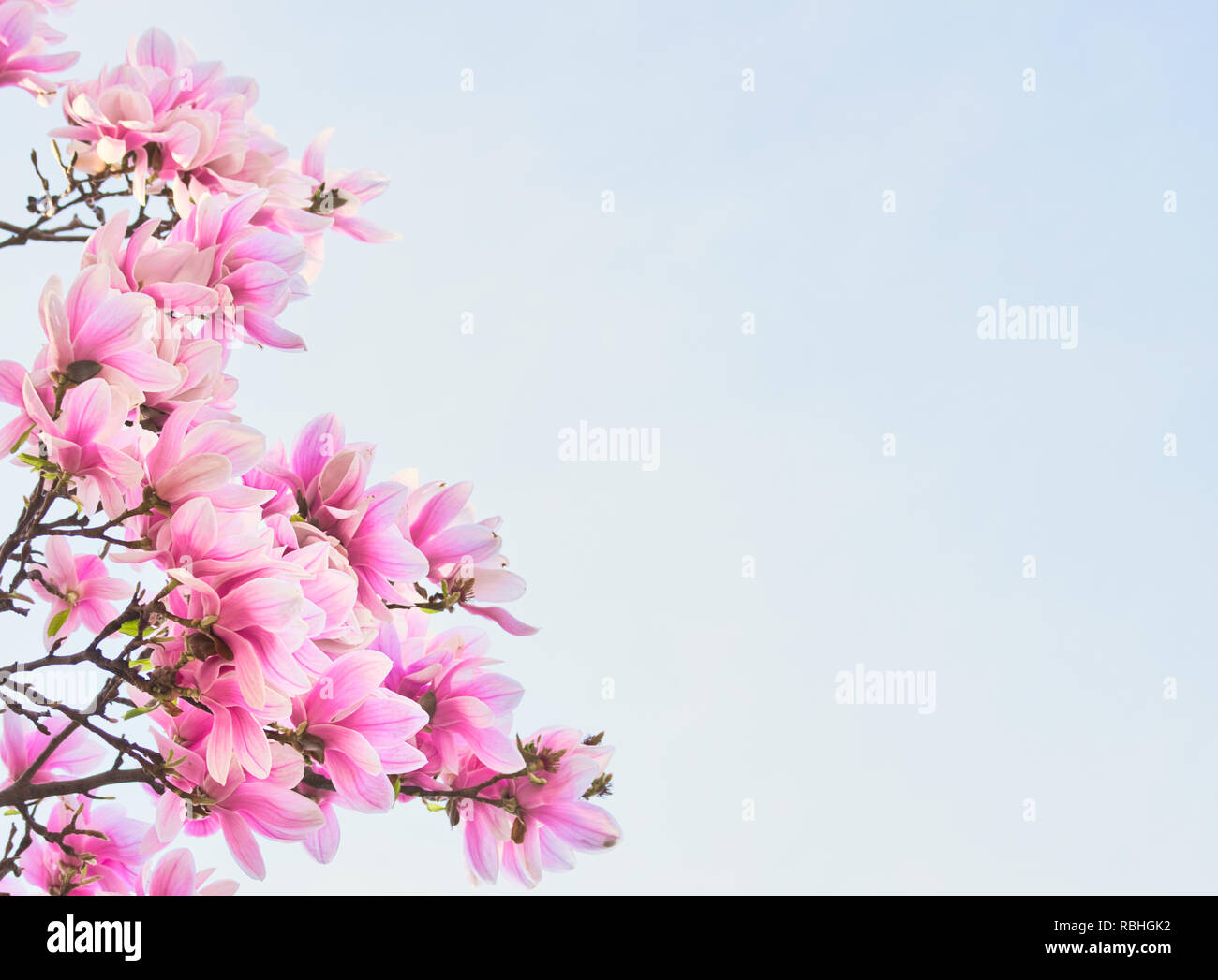 spring summer fresh nature background Stock Photo - Alamy